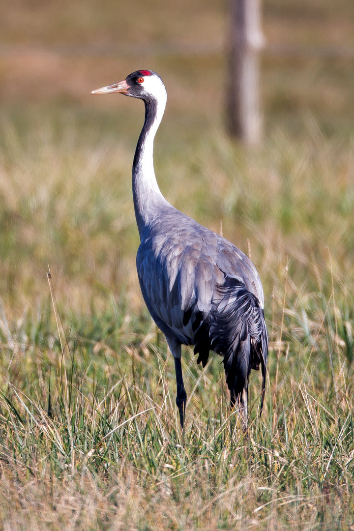 Kranich am Lac du Der Foto & Bild | tiere, wildlife, wild lebende vögel ...