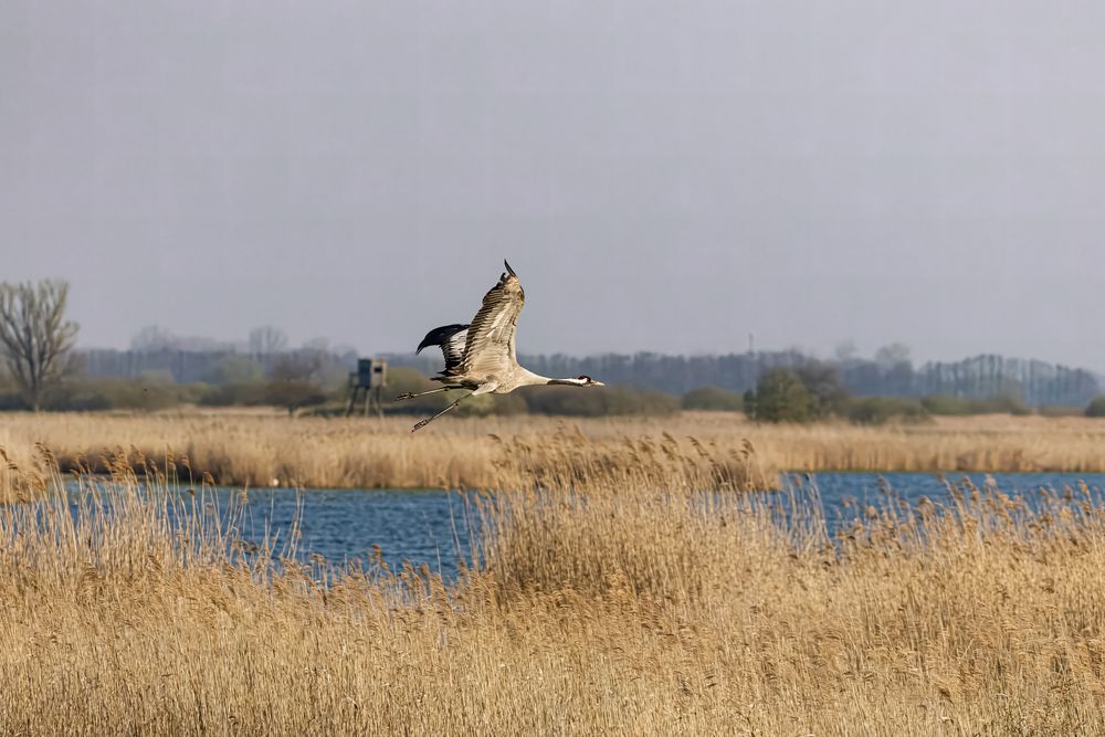 Kranich am Streng Foto & Bild | dokumentation, outdoor, frühling Bilder auf fotocommunity