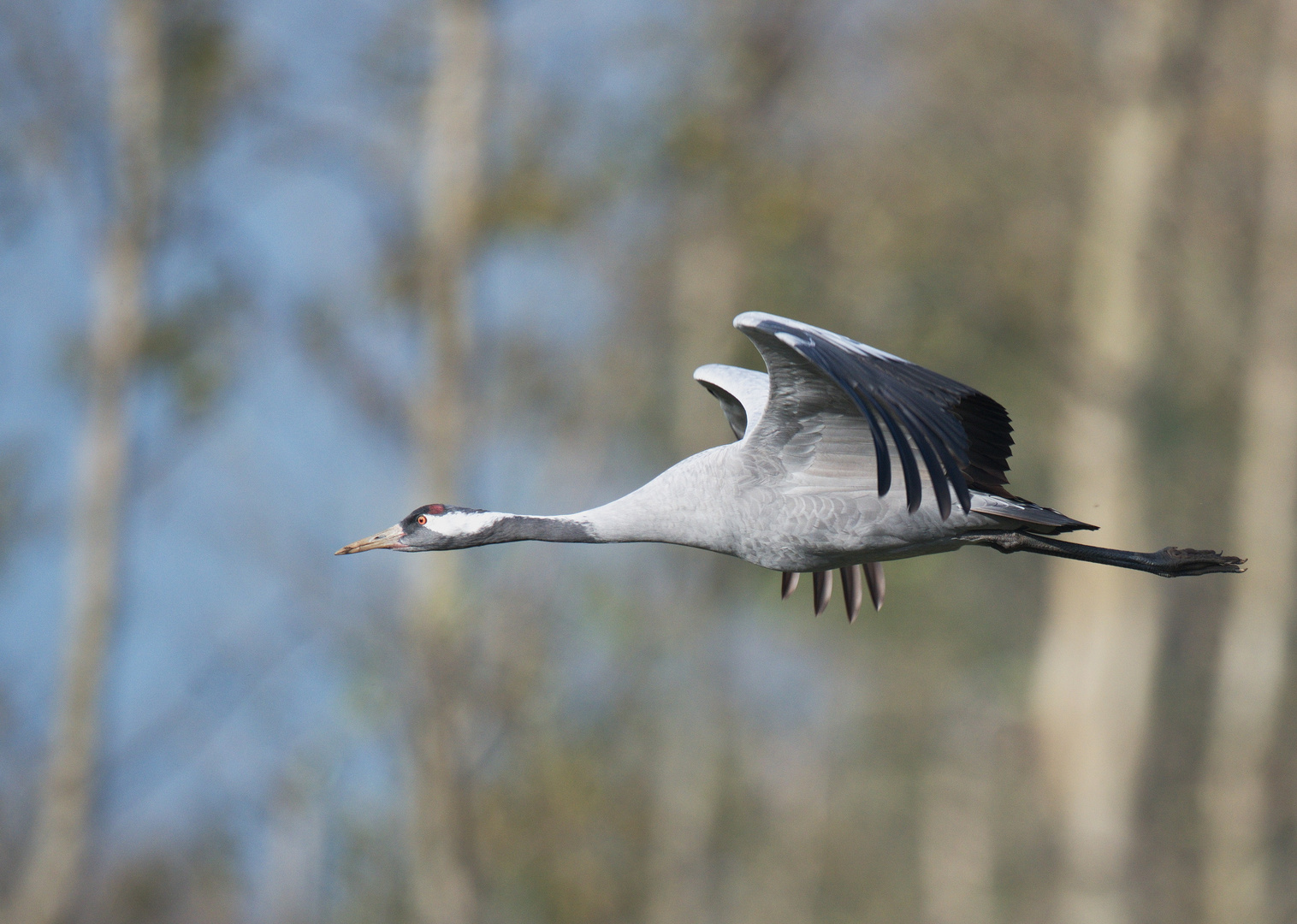 Kranich Foto & Bild | tiere, wildlife, wild lebende vögel Bilder auf ...