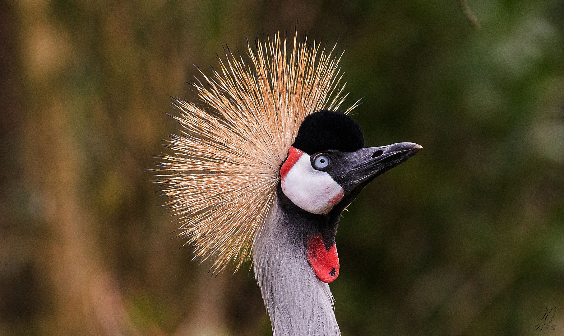 Kranich Foto & Bild | tiere, zoo, wildpark & falknerei, vögel Bilder ...
