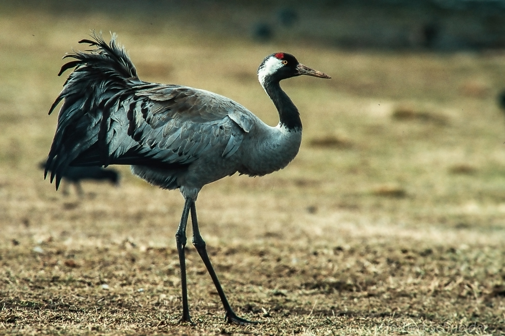 Kranich Foto & Bild | tiere, wildlife, wild lebende vögel Bilder auf ...