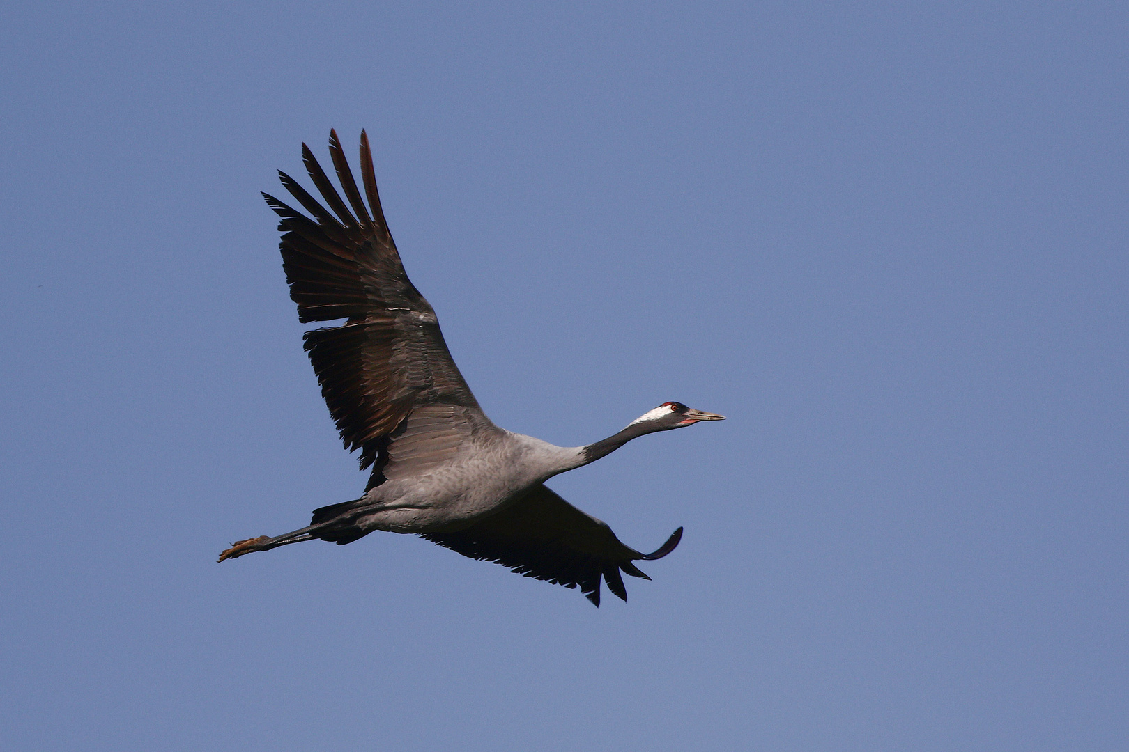 Kranich Foto & Bild | tiere, wildlife, wild lebende vögel Bilder auf ...