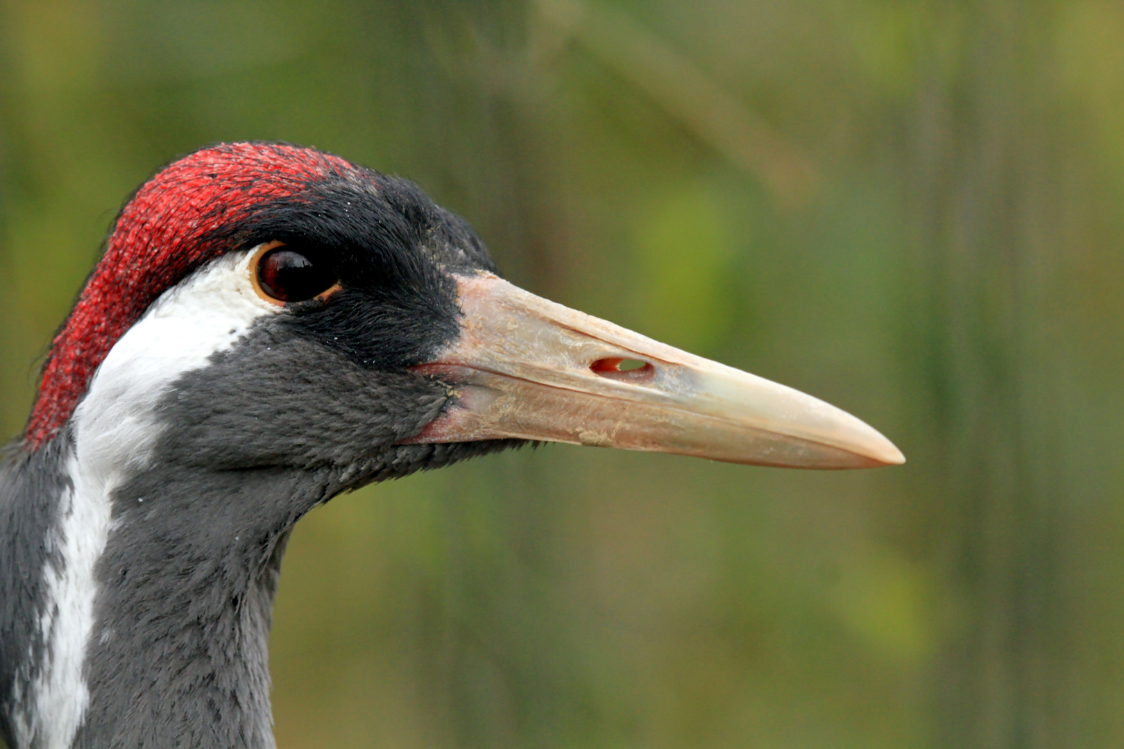Kranich Foto & Bild | natur, tiere, vögel Bilder auf fotocommunity