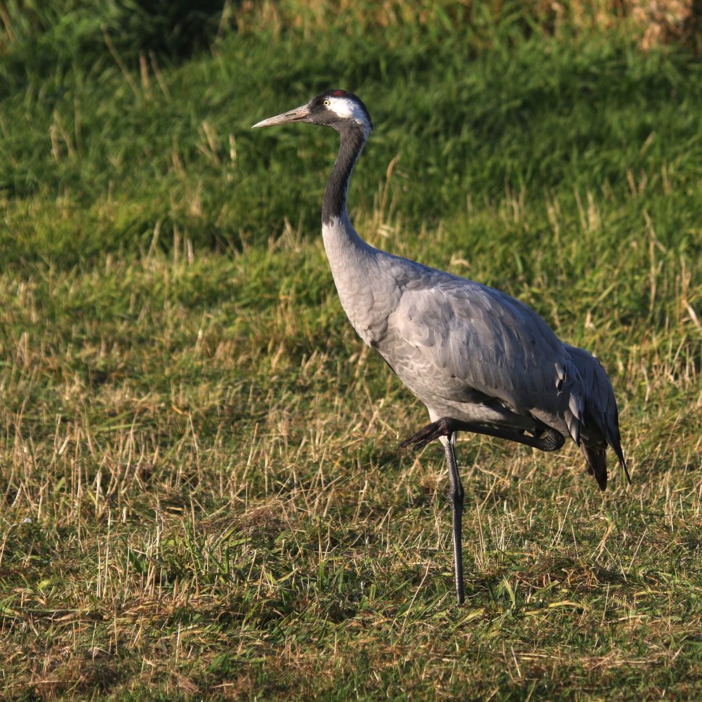 kranich Foto & Bild | tiere, wildlife, wild lebende vögel Bilder auf ...