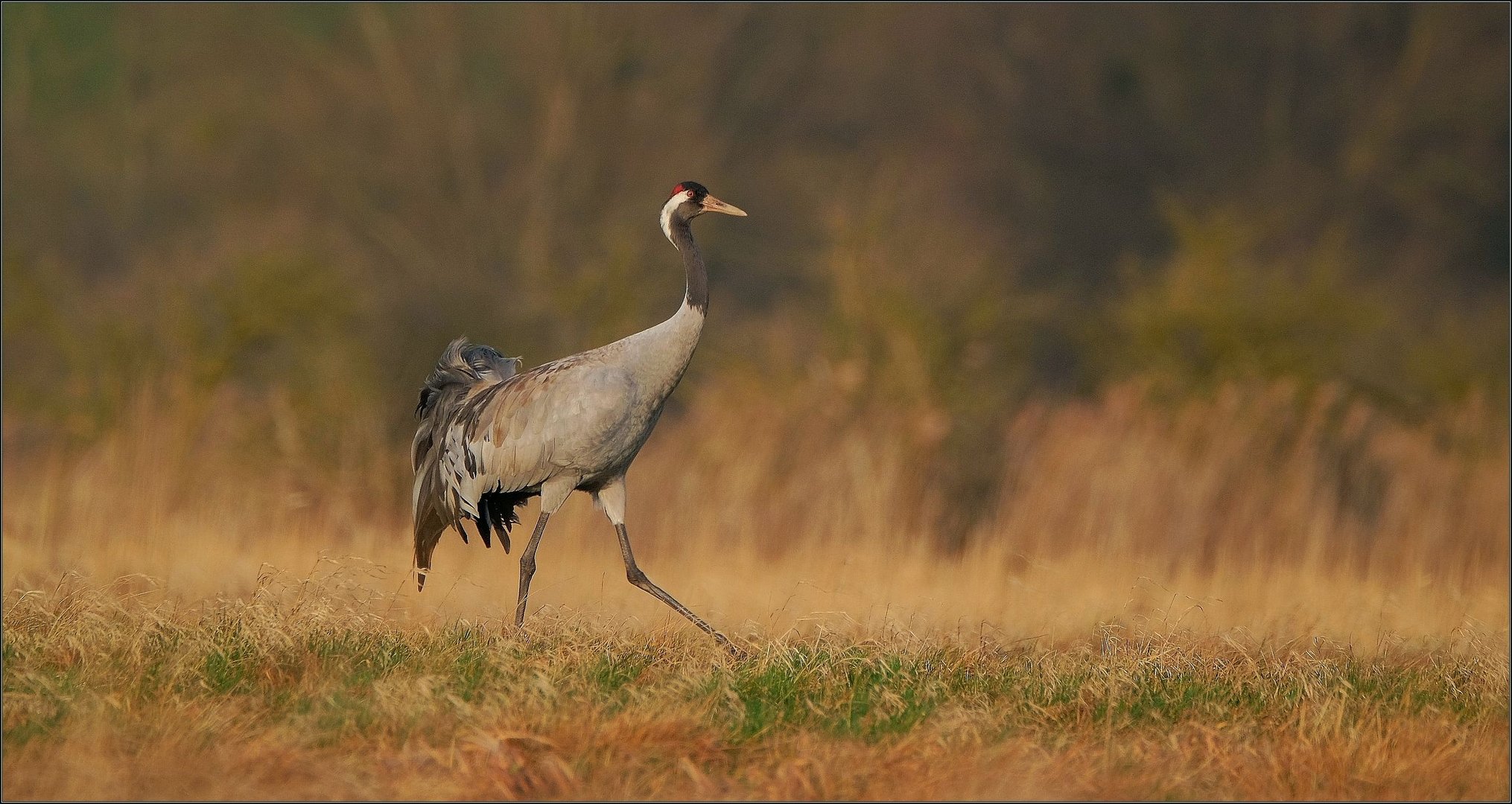kranich Foto & Bild | natur, tiere, vögel Bilder auf fotocommunity
