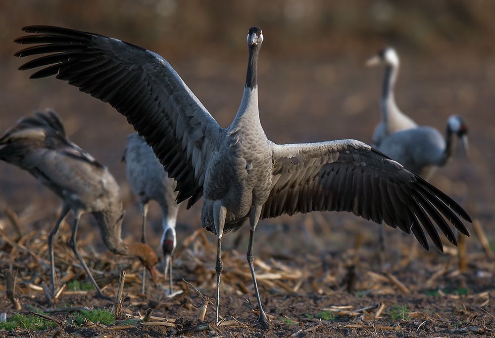 Kranich-frontal Foto & Bild | natur, tiere, moor Bilder auf fotocommunity