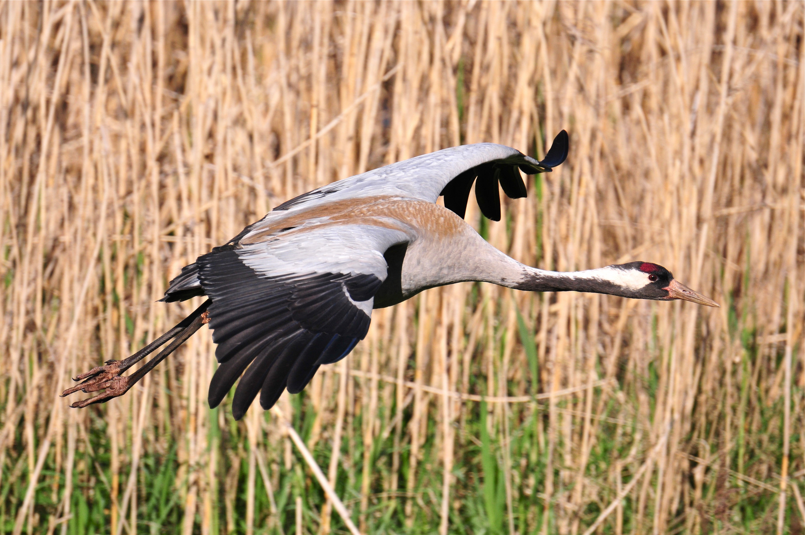 Kranich (Grus grus) Foto & Bild | tiere, wildlife, wild lebende vögel ...