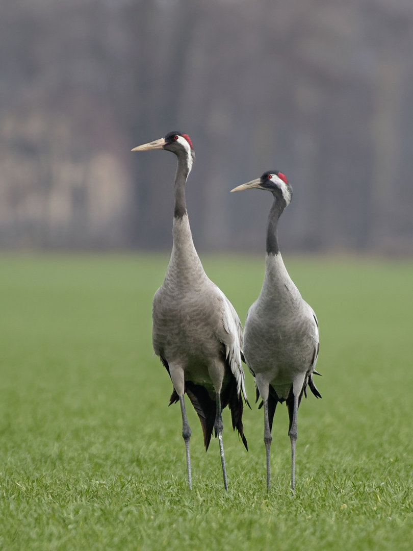Kranich Paar Foto & Bild | fotos, brandenburg, natur Bilder auf ...