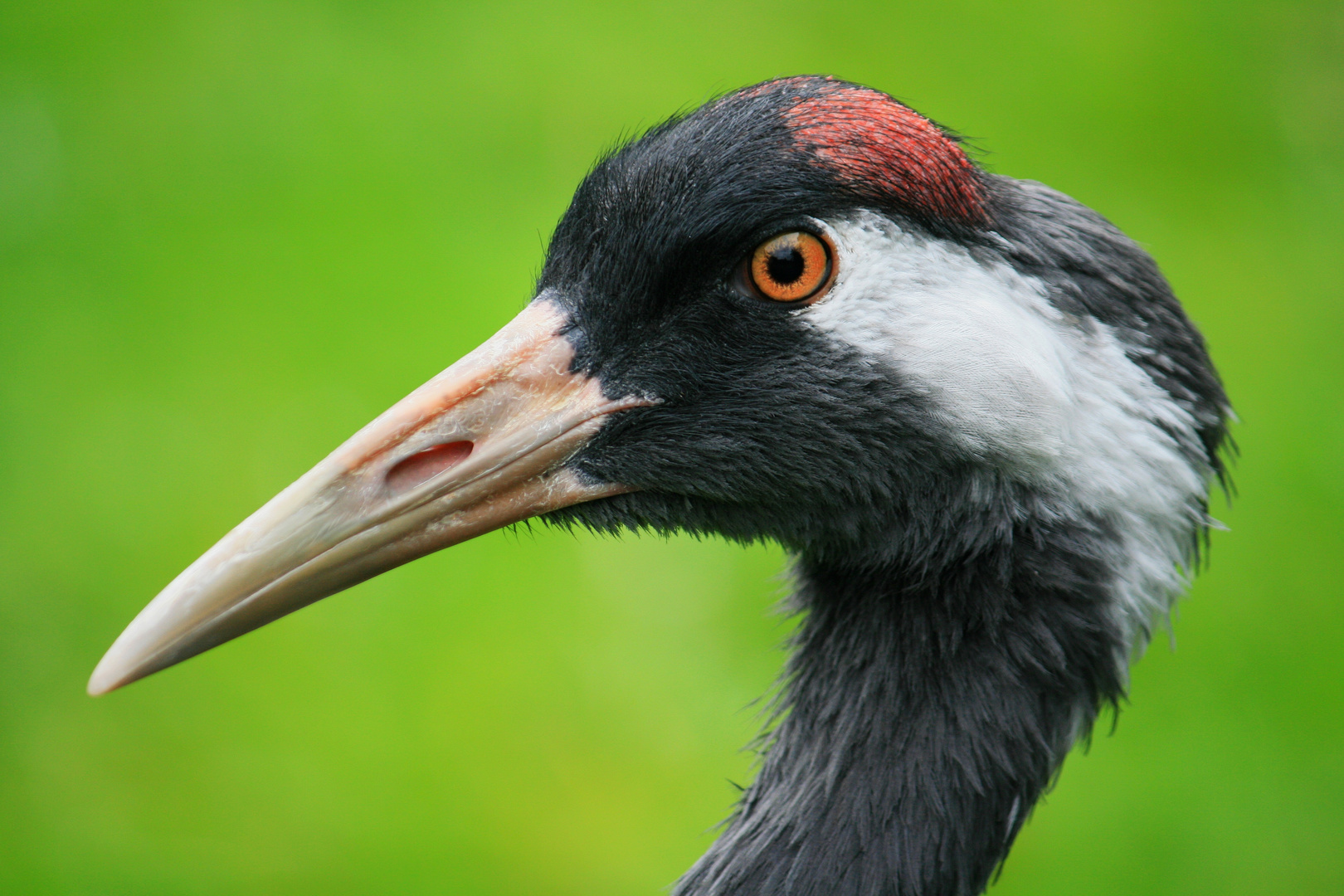 Kranich - Portrait Foto & Bild | tiere, zoo, wildpark & falknerei ...