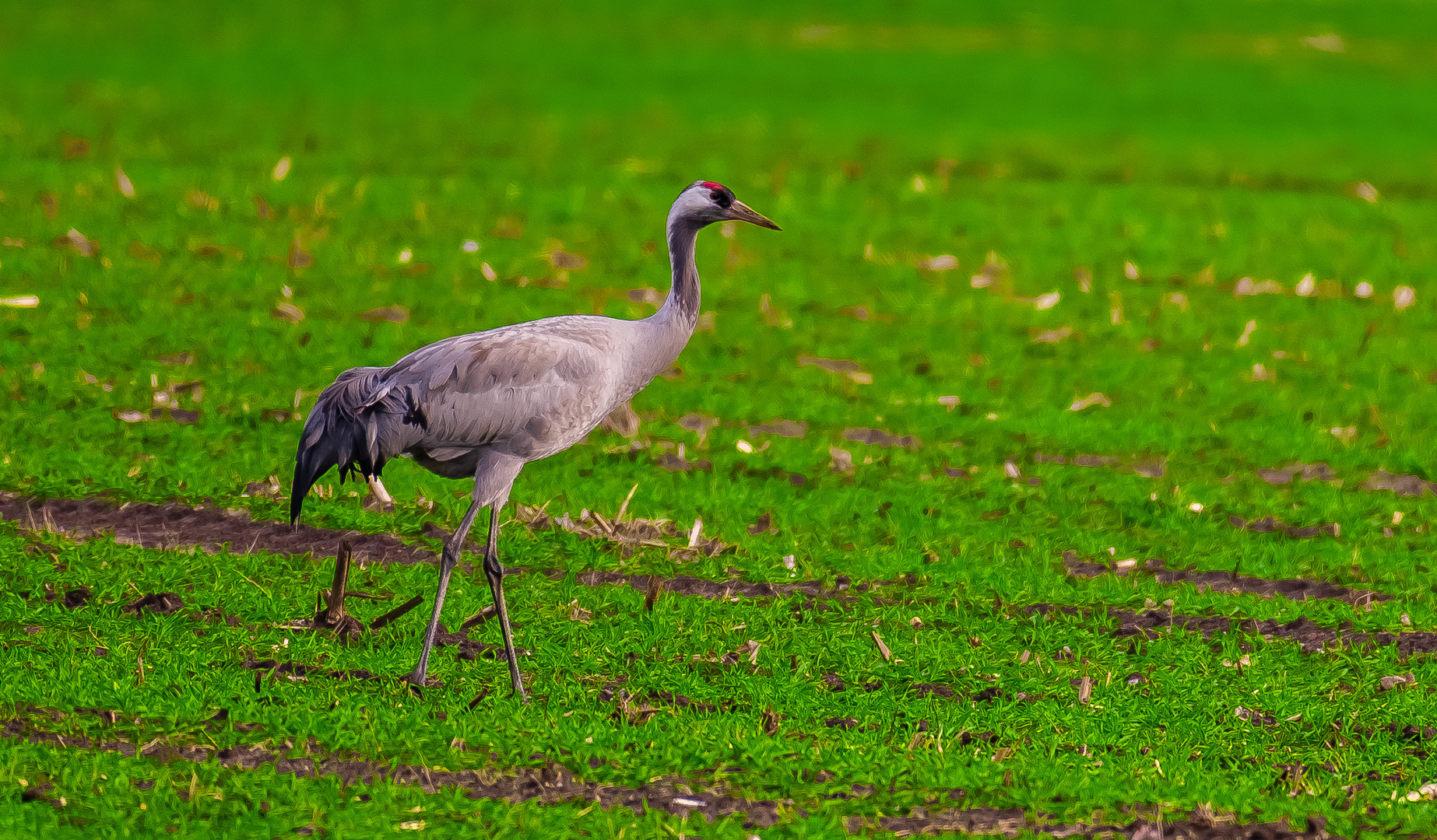 Kranich Single Foto & Bild | tiere, wildlife, wild lebende vögel Bilder ...
