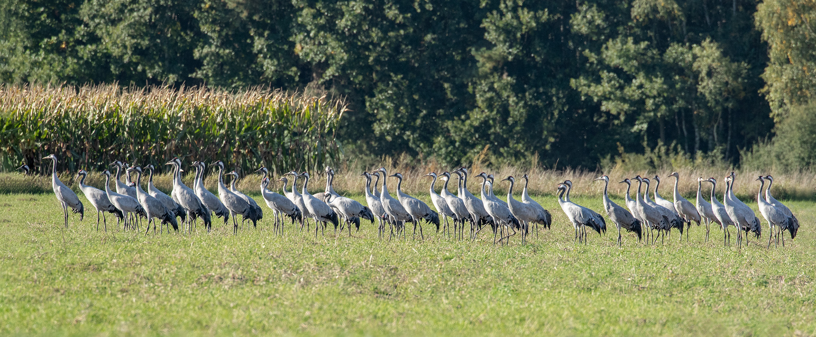 Kraniche 014 Foto & Bild | deutschland, europe, niedersachsen Bilder ...