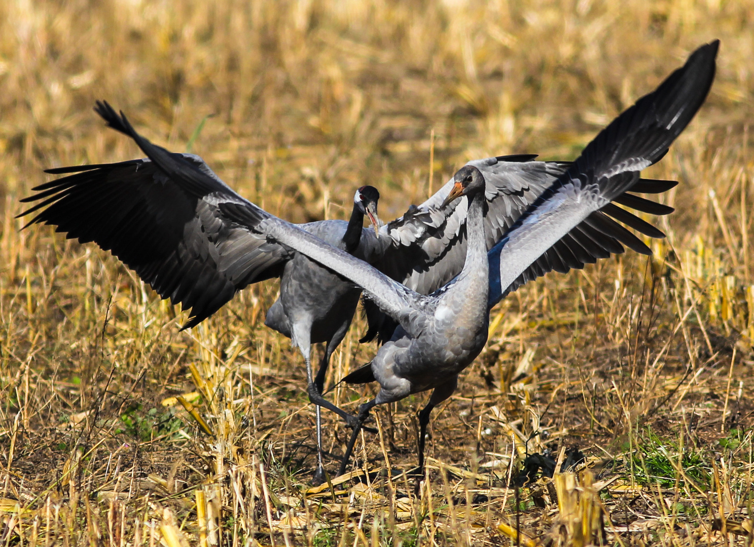 Kraniche Foto & Bild | jahreszeiten, natur Bilder auf fotocommunity