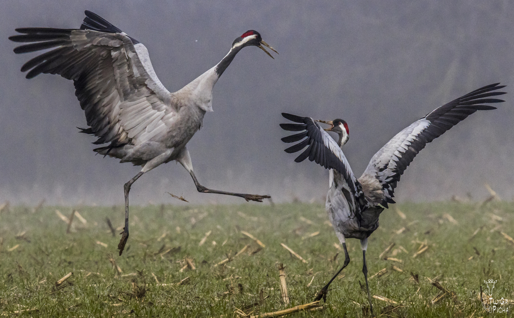 Kraniche Foto & Bild | tiere, natur, vögel Bilder auf fotocommunity