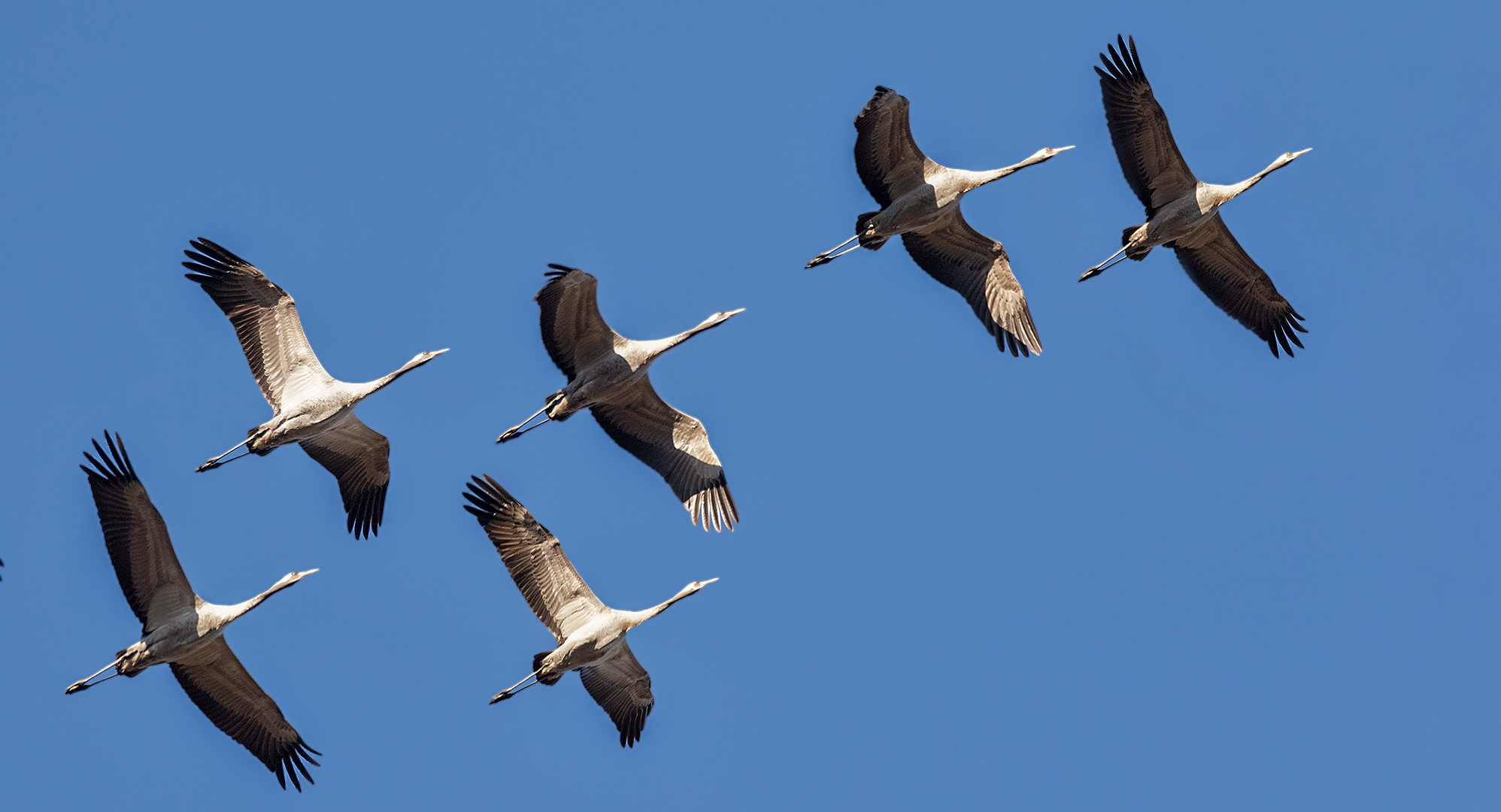 Kraniche Foto & Bild | deutschland, europe, nordrhein- westfalen Bilder ...