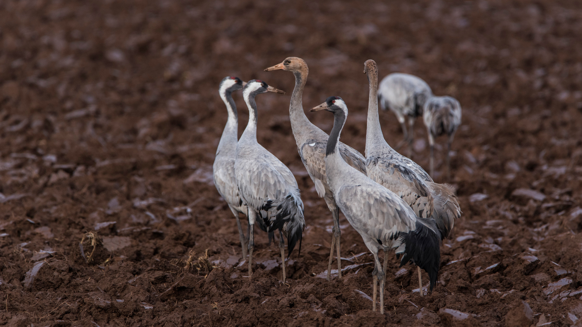 Kraniche Foto & Bild | tiere, wildlife, wild lebende vögel Bilder auf ...