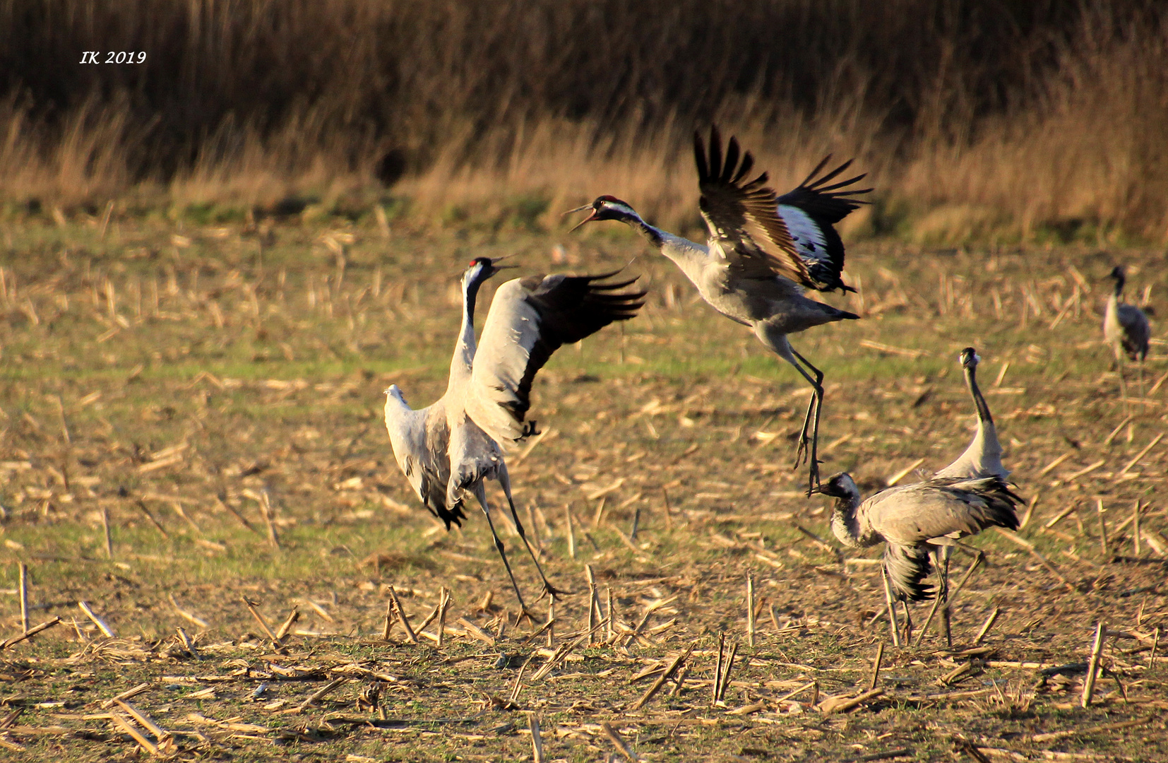 Kraniche 2 Foto & Bild | tiere, wildlife, wild lebende vögel Bilder auf ...