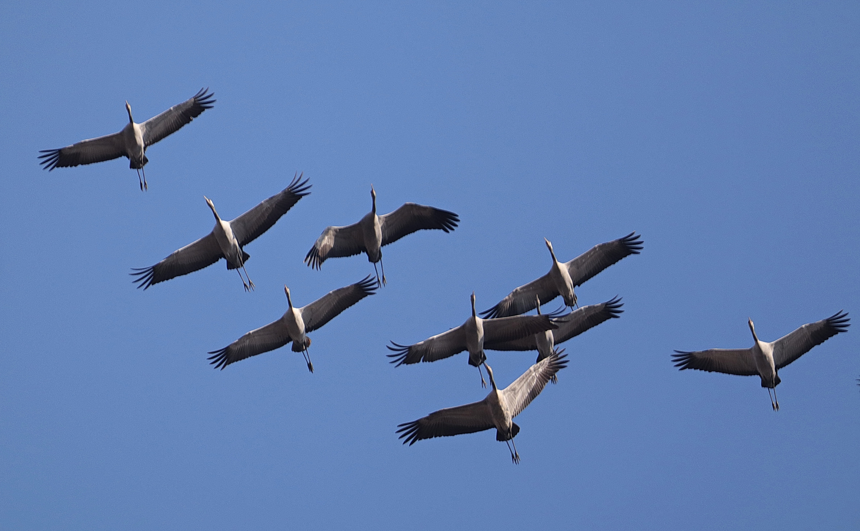 Kraniche 2 Foto & Bild | tiere, wildlife, wild lebende vögel Bilder auf ...