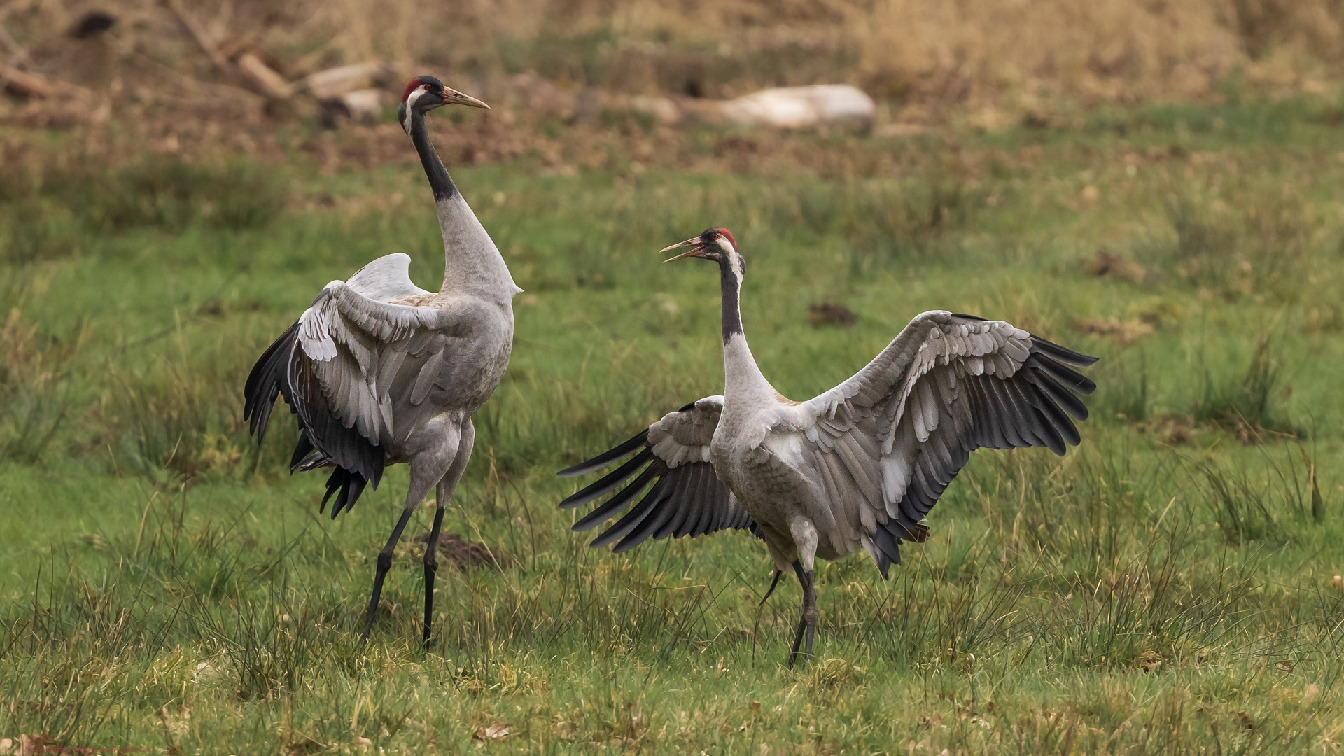 Kraniche 2021 a (1 von 1) Foto & Bild | tiere, wildlife, wild lebende ...