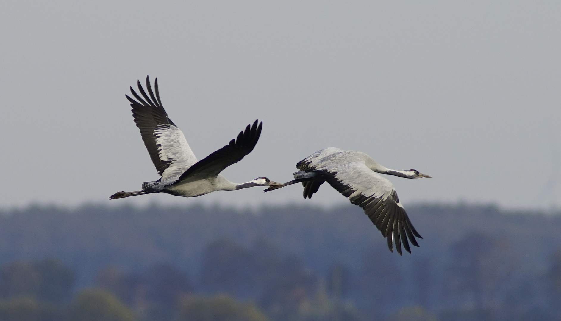 Kraniche. Foto & Bild | tiere, wildlife, wild lebende vögel Bilder auf ...