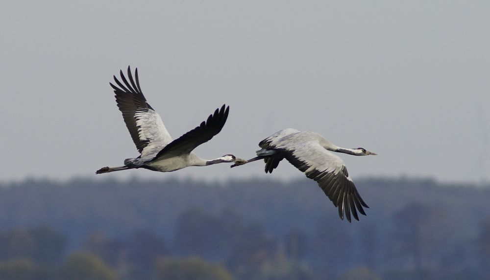 Kraniche. Foto & Bild | tiere, wildlife, wild lebende vögel Bilder auf fotocommunity