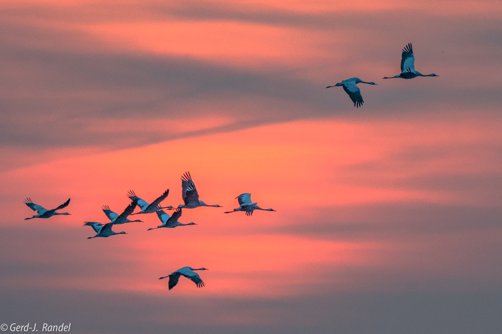 Kraniche Foto & Bild | natur, tiere, vögel Bilder auf fotocommunity