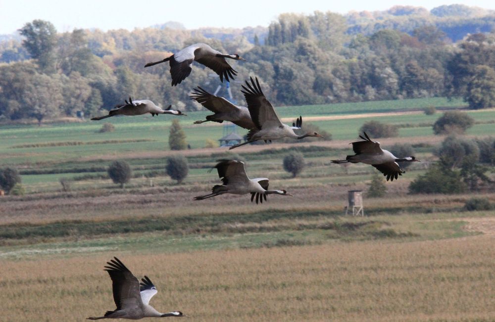 Kraniche Foto & Bild | tiere, wildlife, wild lebende vögel Bilder auf fotocommunity