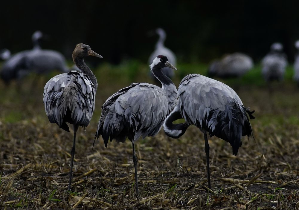 Kraniche. Foto & Bild | outdoor, natur, tiere Bilder auf fotocommunity