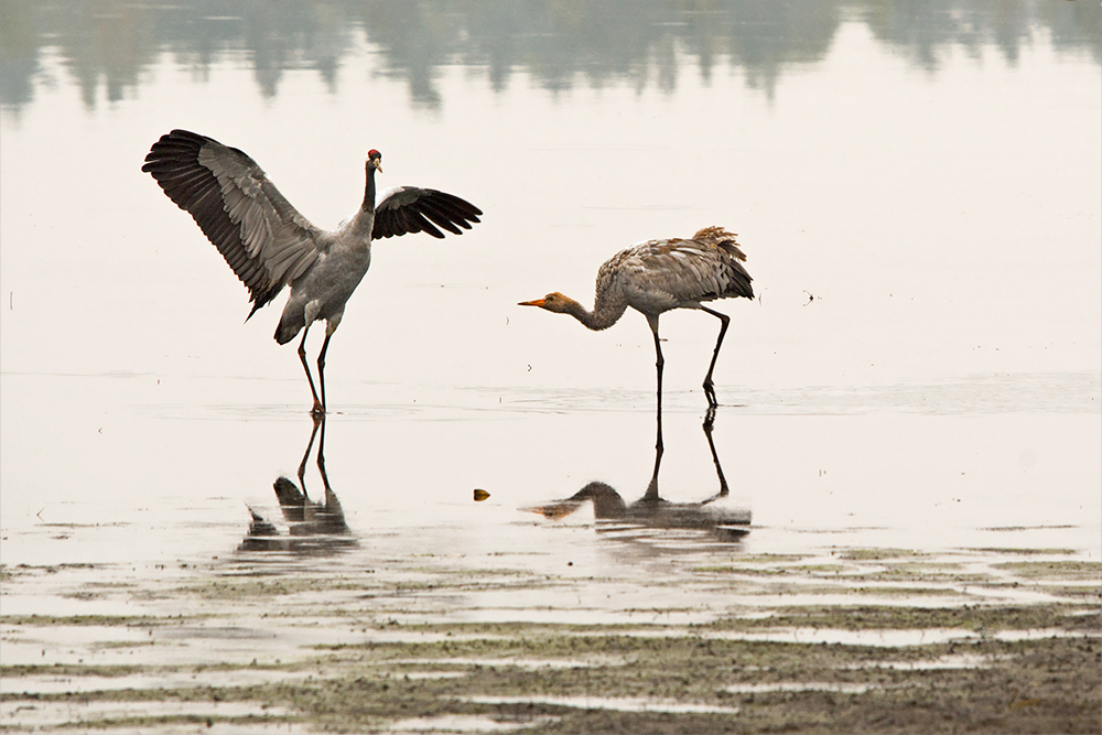 Kraniche Foto & Bild | tiere, wildlife, wild lebende vögel Bilder auf ...