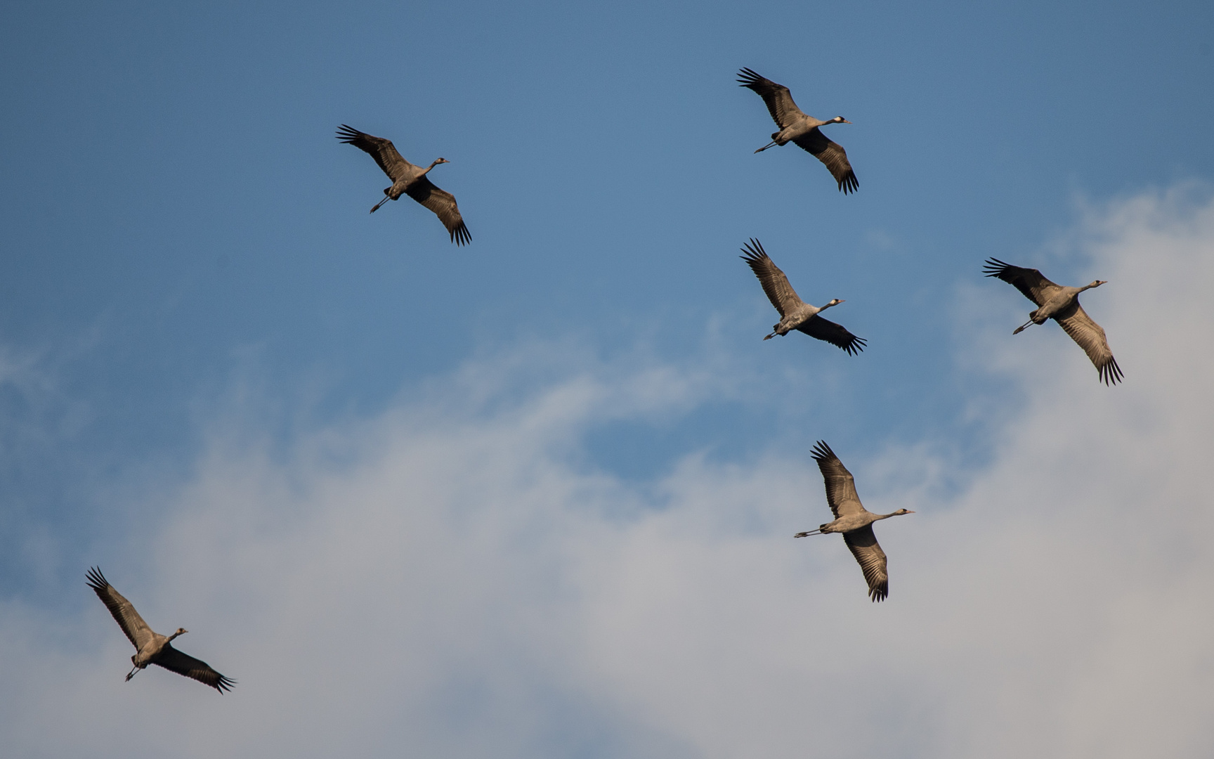 Kraniche Foto & Bild | tiere, wildlife, wild lebende vögel Bilder auf fotocommunity