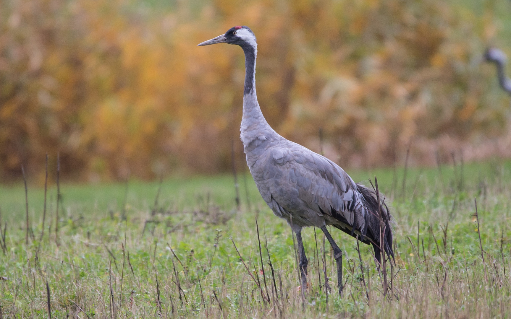 Kraniche... Foto & Bild | natur, mecklenburg-vorpommern, zingst Bilder ...