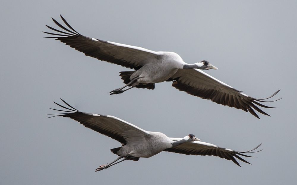 Kraniche... Foto & Bild | tiere, wildlife, wild lebende vögel Bilder ...