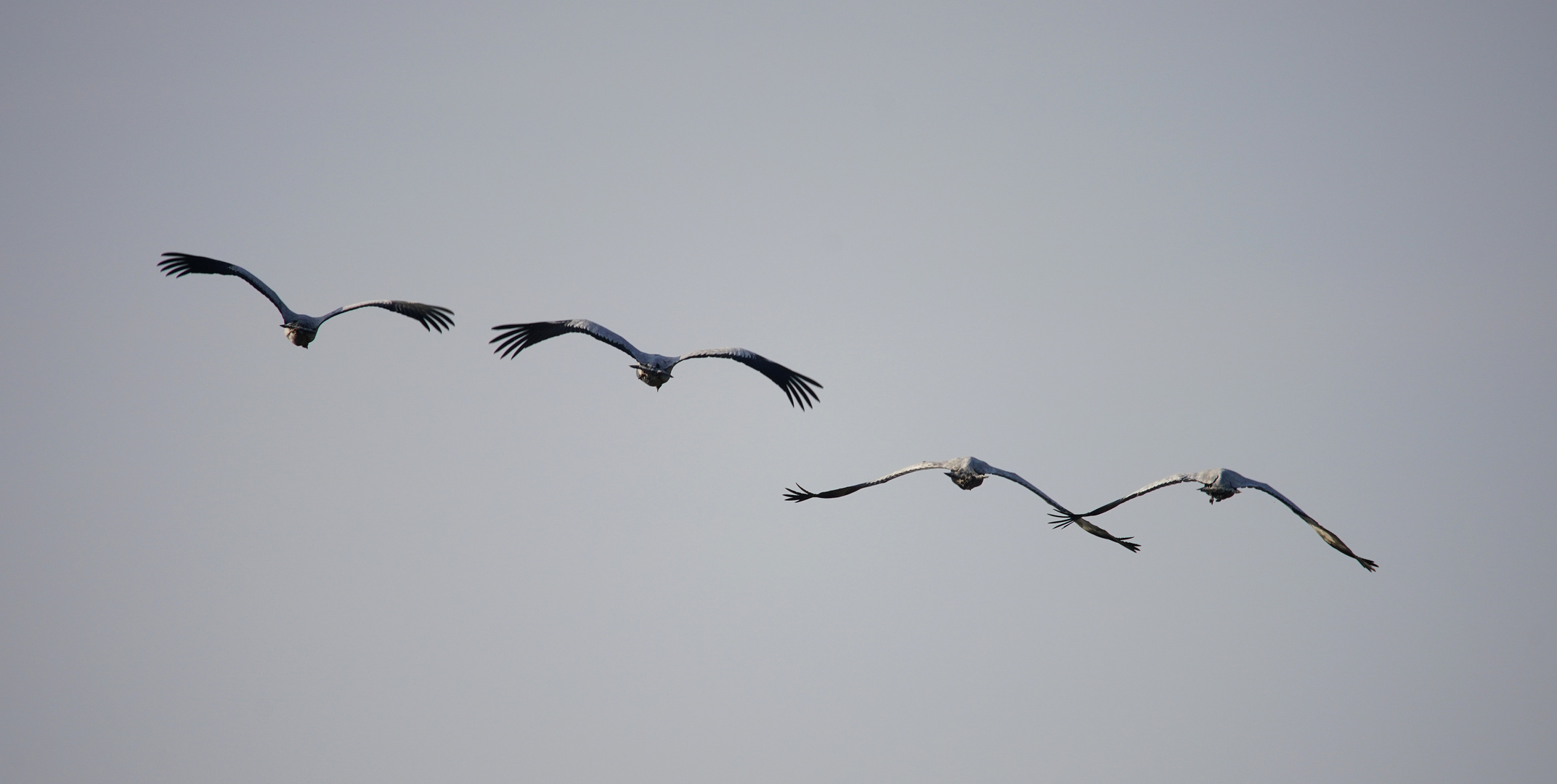 Kraniche. Foto & Bild | tiere, wildlife, wild lebende vögel Bilder auf fotocommunity