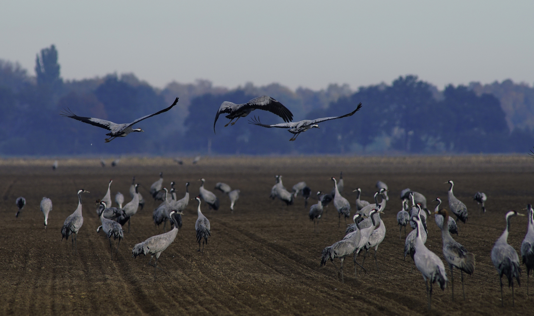 Kraniche. Foto & Bild | tiere, wildlife, wild lebende vögel Bilder auf fotocommunity