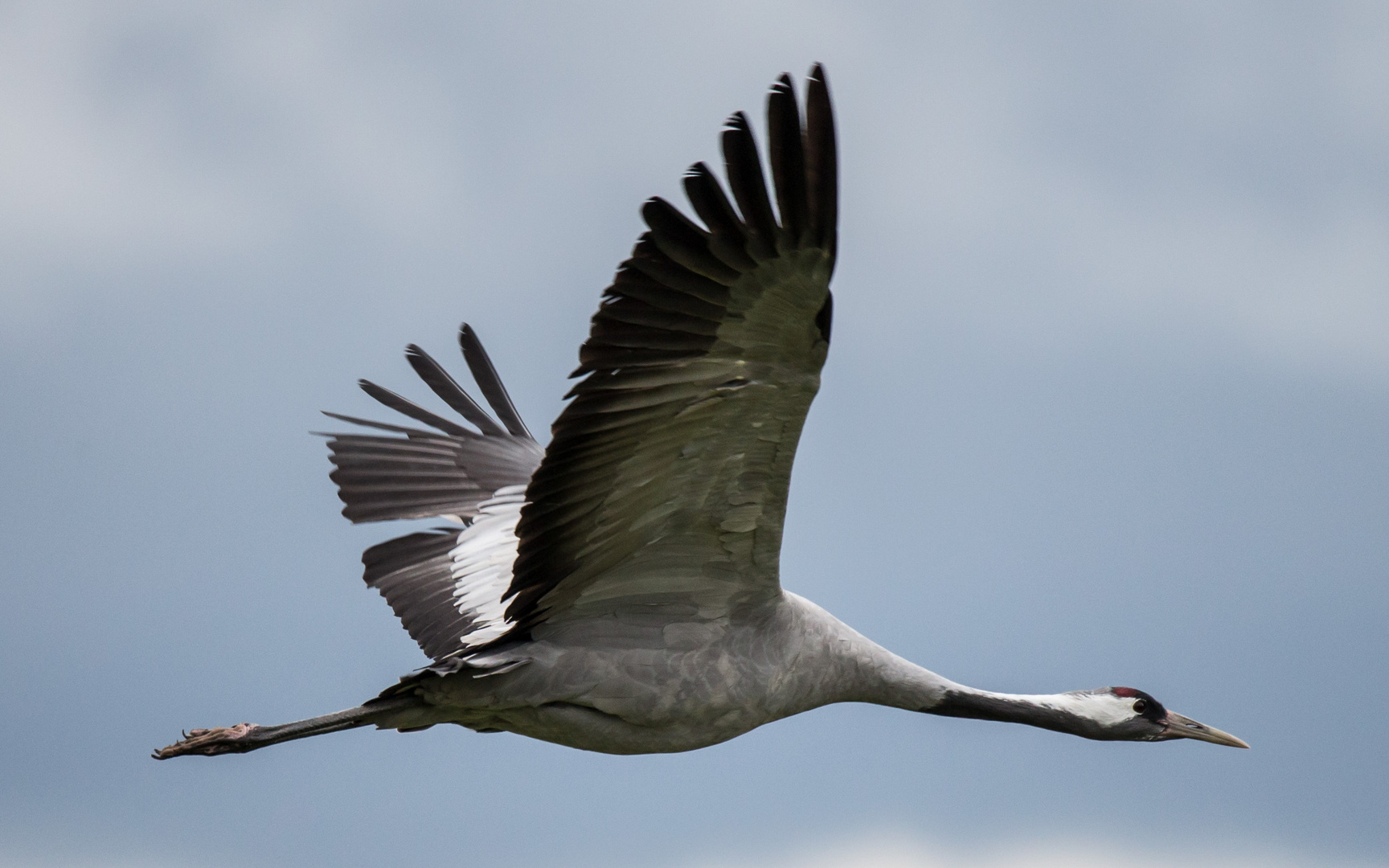 Kraniche... Foto & Bild | natur, tiere, vögel Bilder auf fotocommunity
