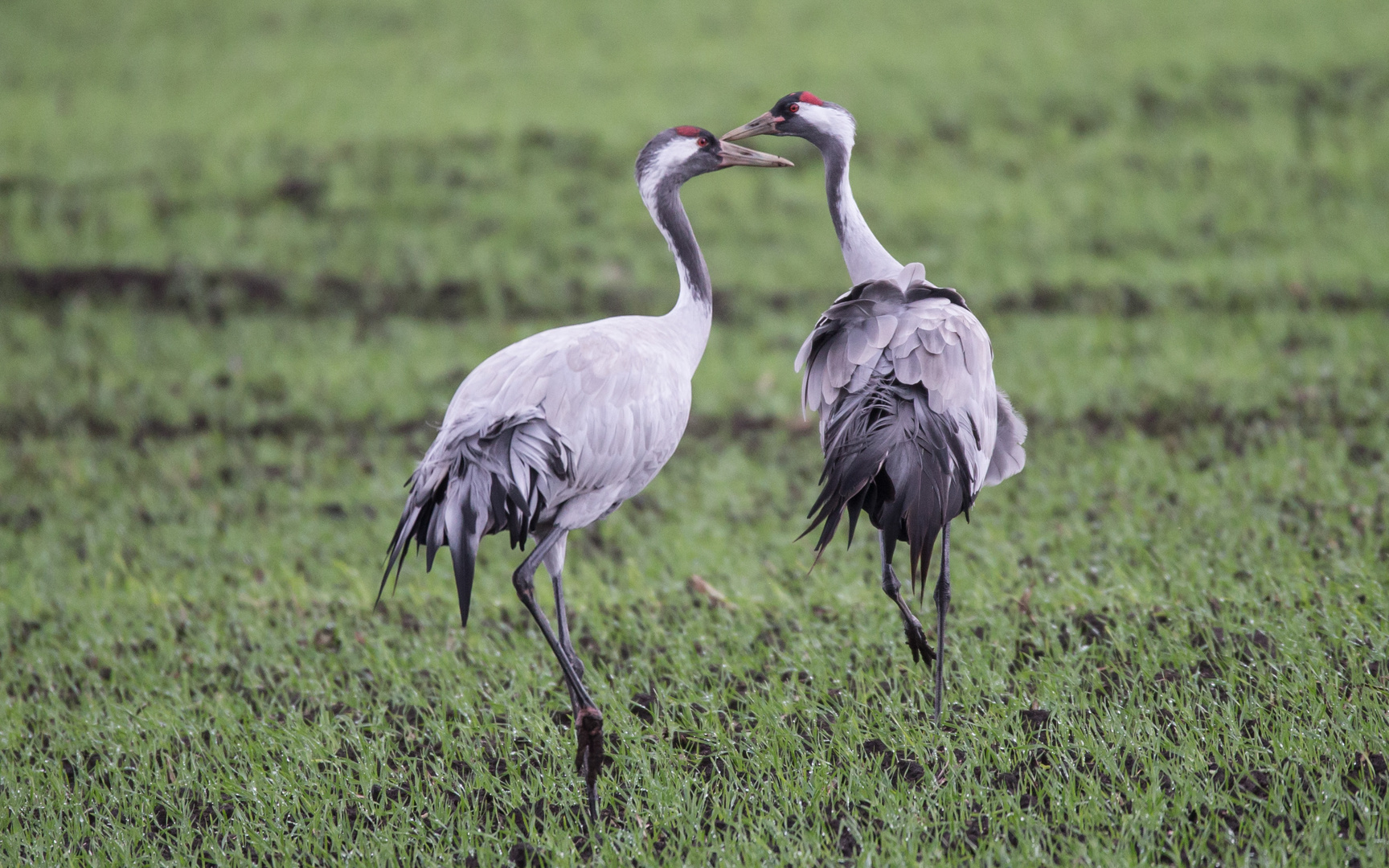 Kraniche... Foto & Bild | tiere, wildlife, wild lebende vögel Bilder ...