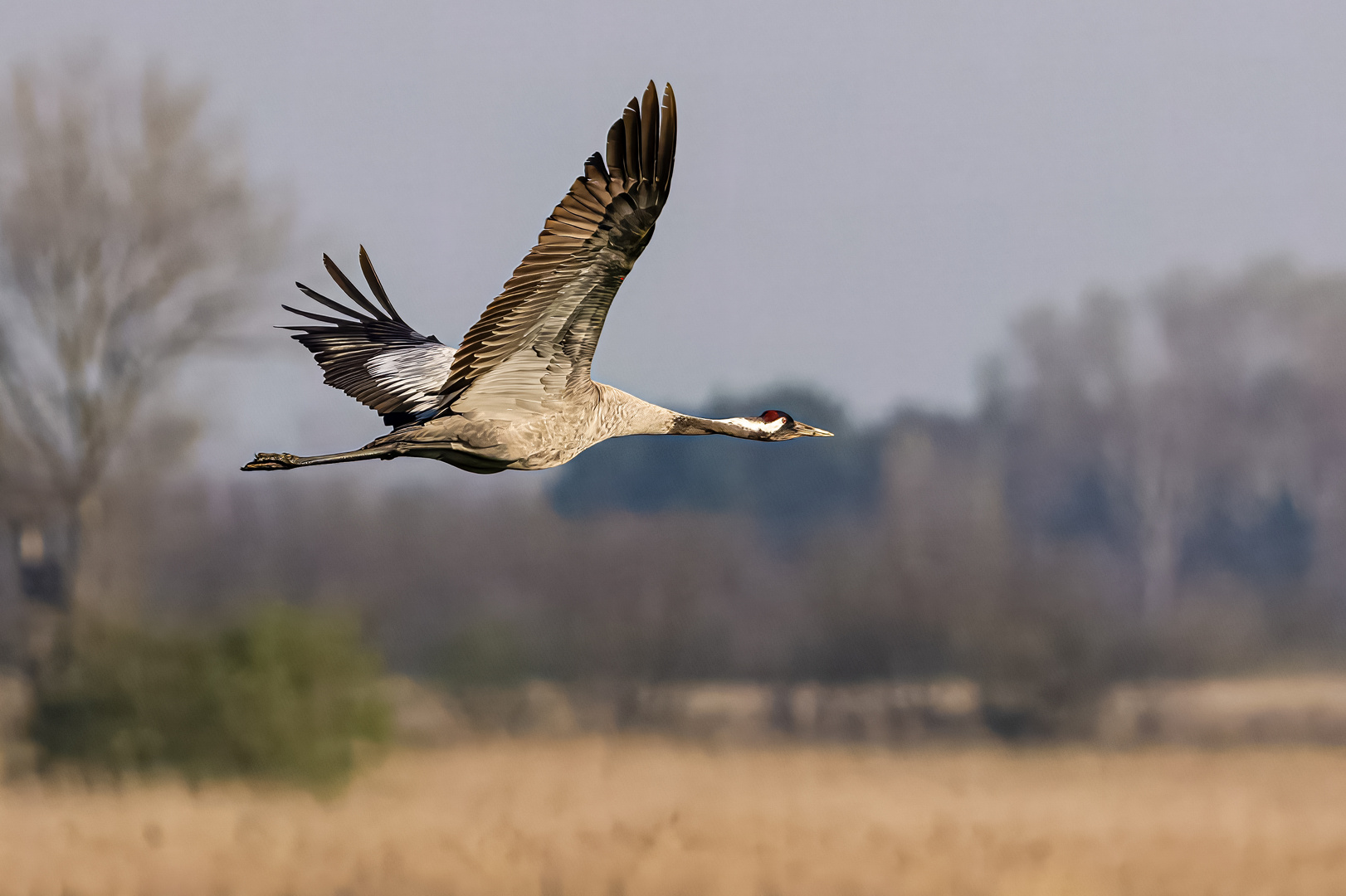 Kraniche Foto & Bild | dokumentation, outdoor, frühling Bilder auf ...