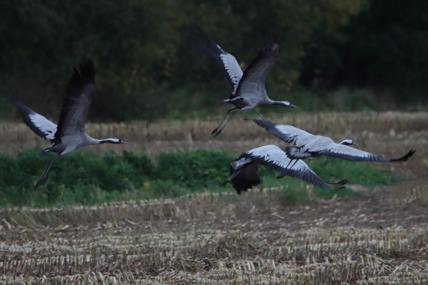Kraniche---- Foto & Bild | natur, herbst, tiere Bilder auf fotocommunity