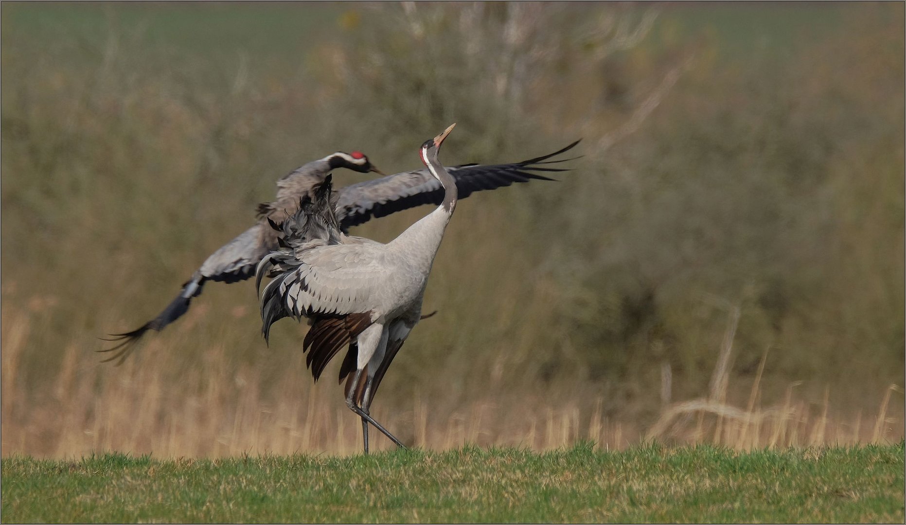 Kraniche Foto & Bild | natur, tiere, vögel Bilder auf fotocommunity