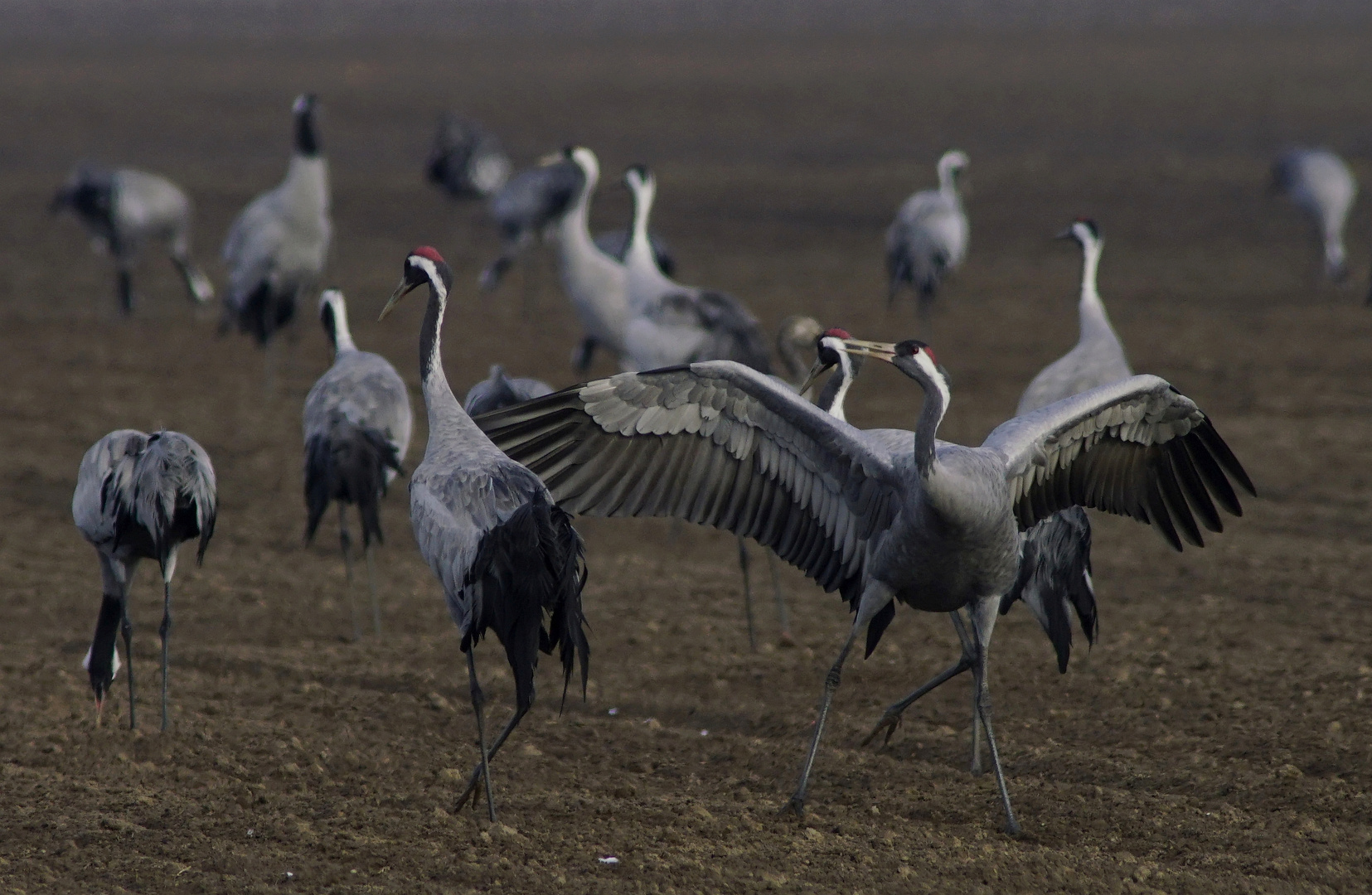 Kraniche. Foto & Bild | tiere, wildlife, wild lebende vögel Bilder auf ...