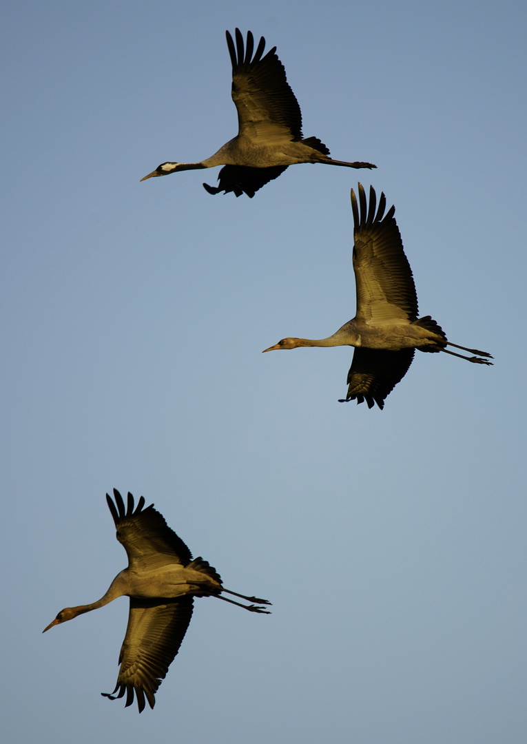 Kraniche. Foto & Bild | tiere, wildlife, wild lebende vögel Bilder auf ...