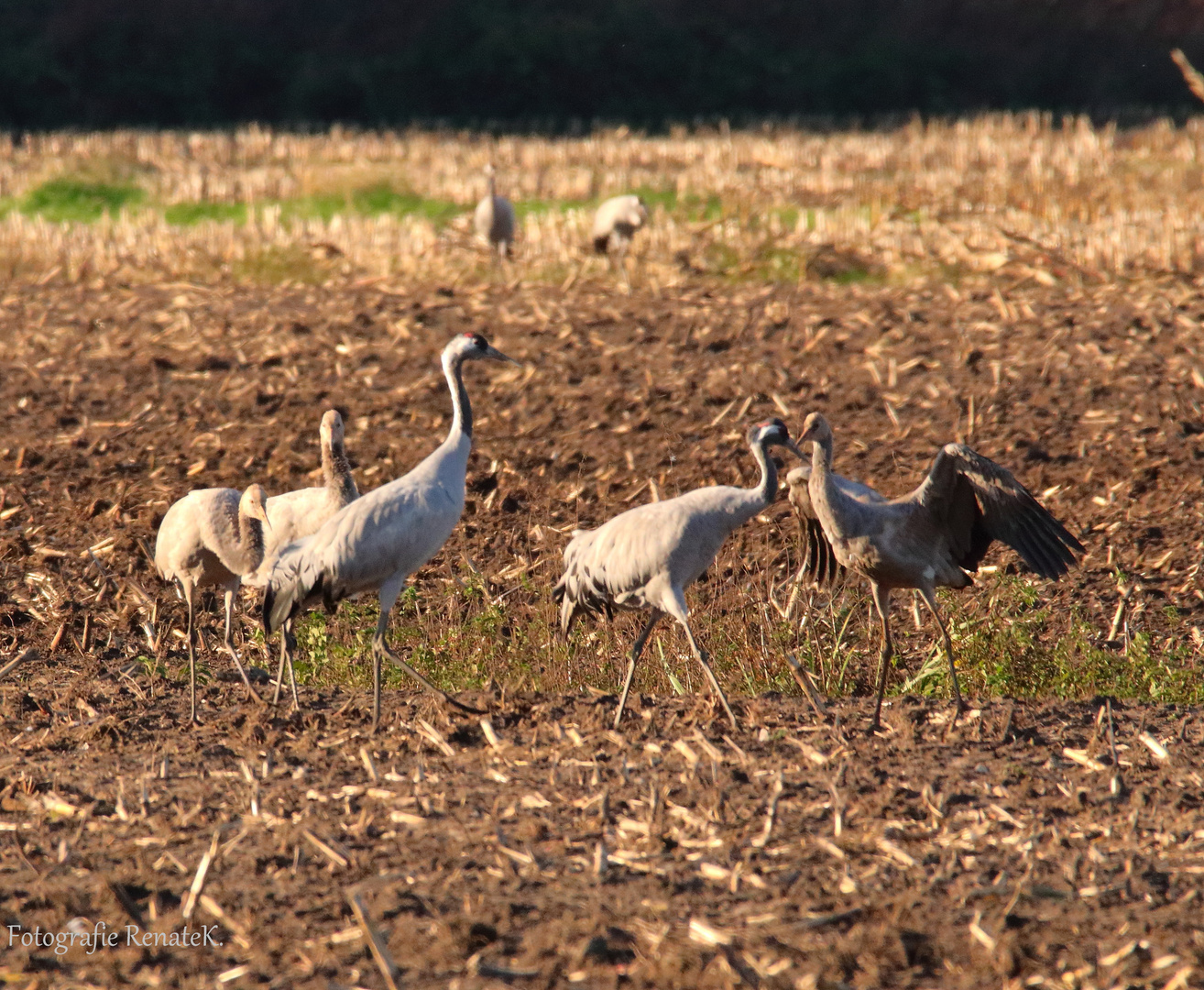Kraniche auf dem Feld Foto & Bild | deutschland, europe, niedersachsen ...