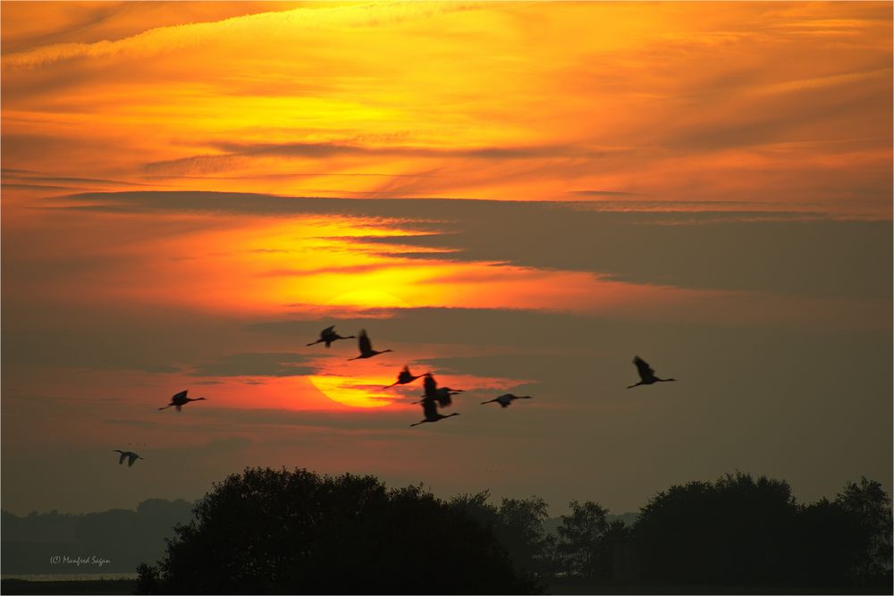 Kraniche auf dem Flug zum Ruheplatz... Foto & Bild | tiere, wildlife, wild lebende vögel Bilder ...