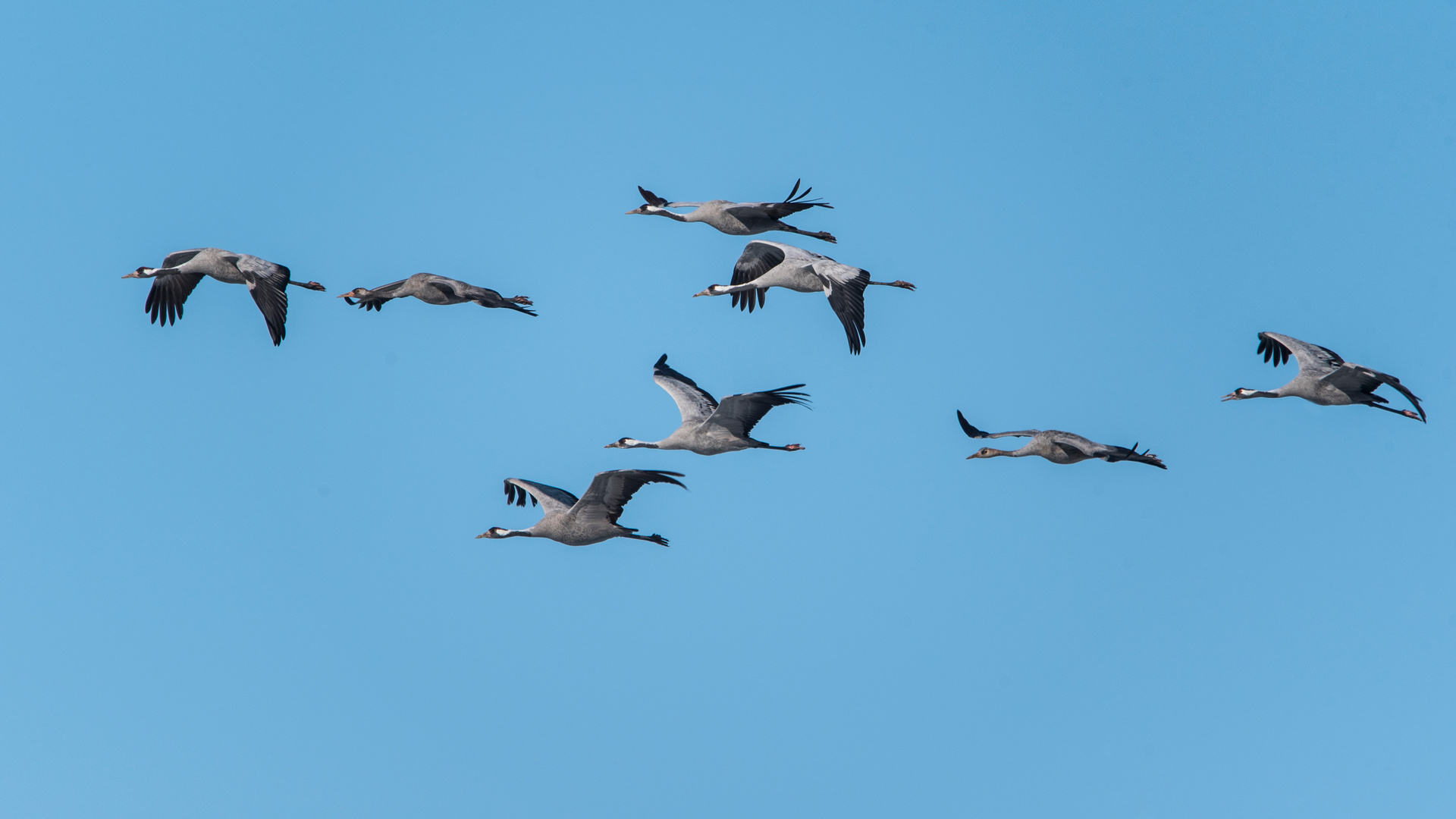 Kraniche Foto & Bild | fotos, natur, herbst Bilder auf fotocommunity