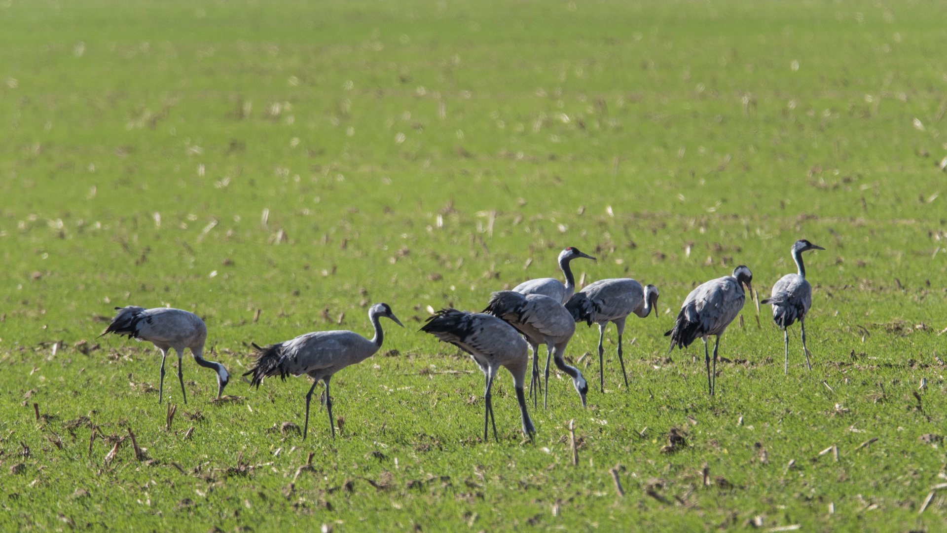 Kraniche Foto & Bild | fotos, natur, landschaft Bilder auf fotocommunity