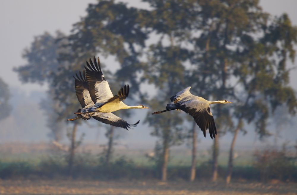 Kraniche. Foto & Bild | natur, tiere, vögel Bilder auf fotocommunity
