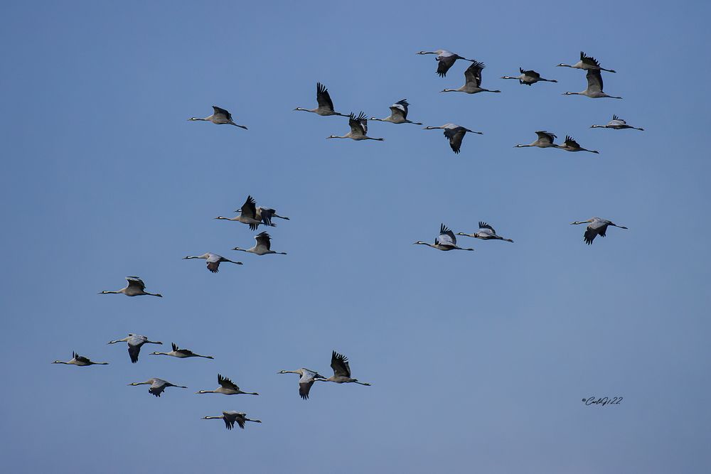 Kraniche... Foto & Bild | tiere, wildlife, wild lebende vögel Bilder auf fotocommunity
