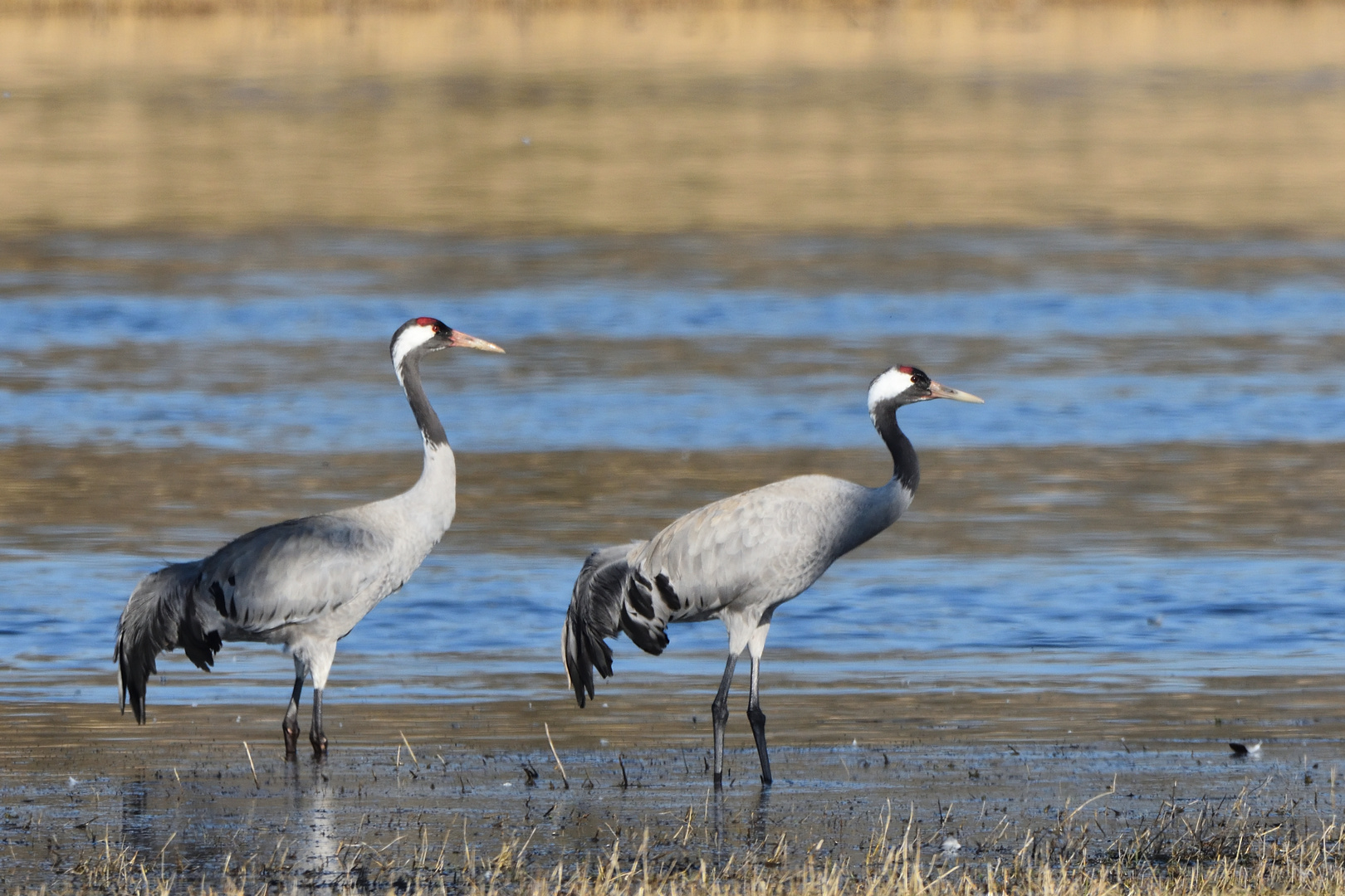 Kraniche Foto & Bild | tiere, wildlife, wild lebende vögel Bilder auf ...
