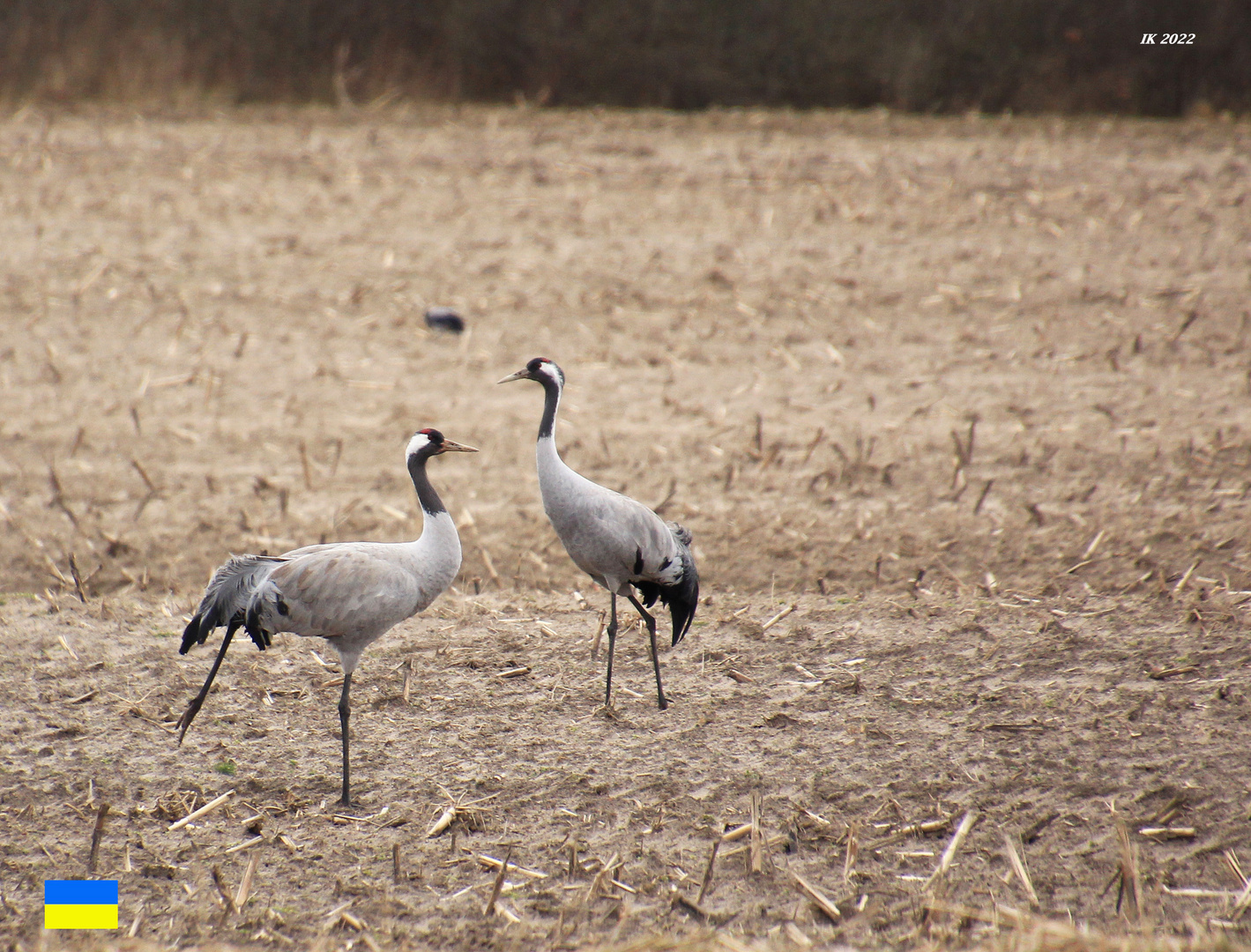 Kraniche ....... Foto & Bild | natur, tiere, wildlife Bilder auf ...