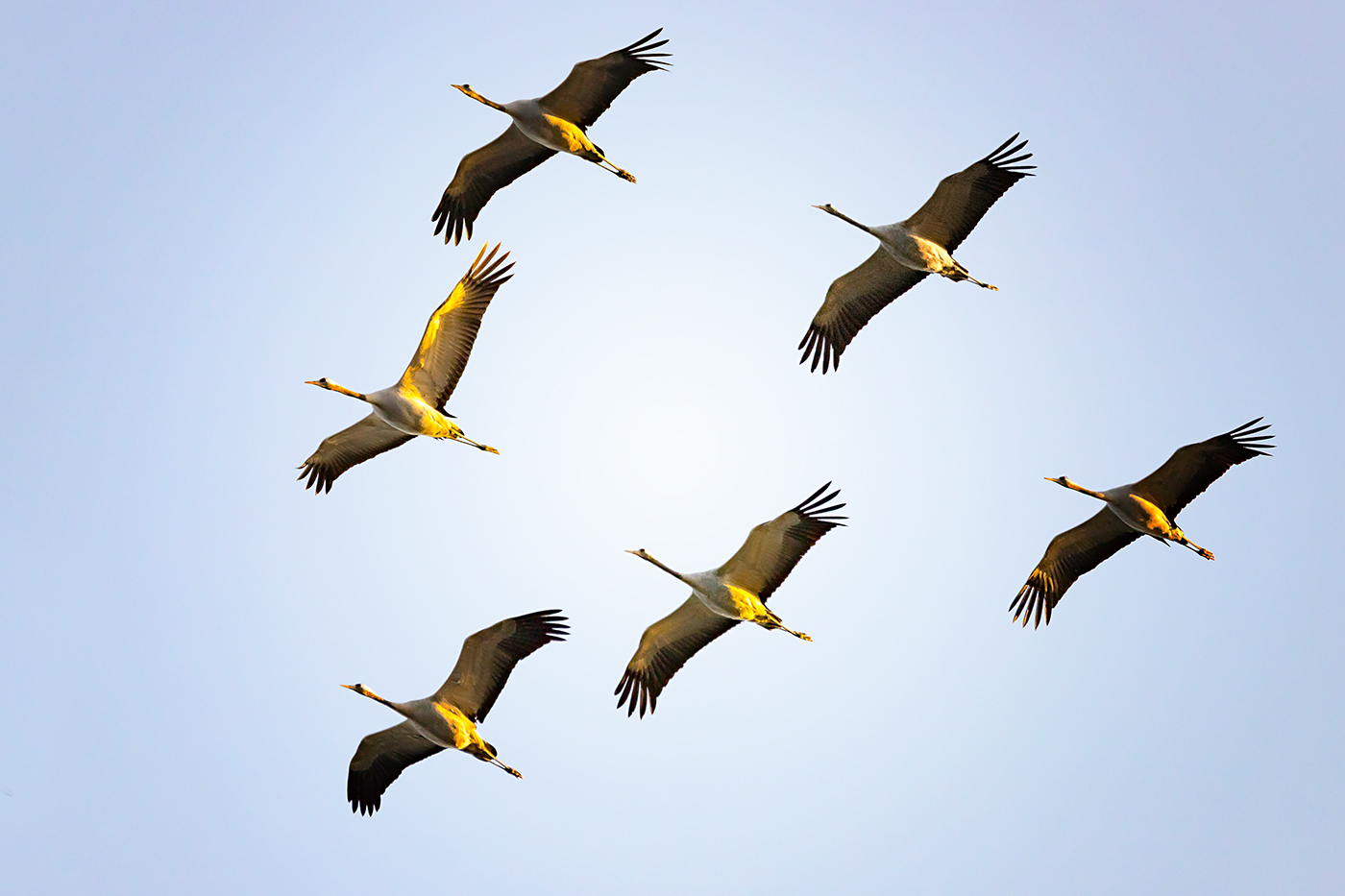 Kraniche Foto & Bild | tiere, wildlife, wild lebende vögel Bilder auf ...