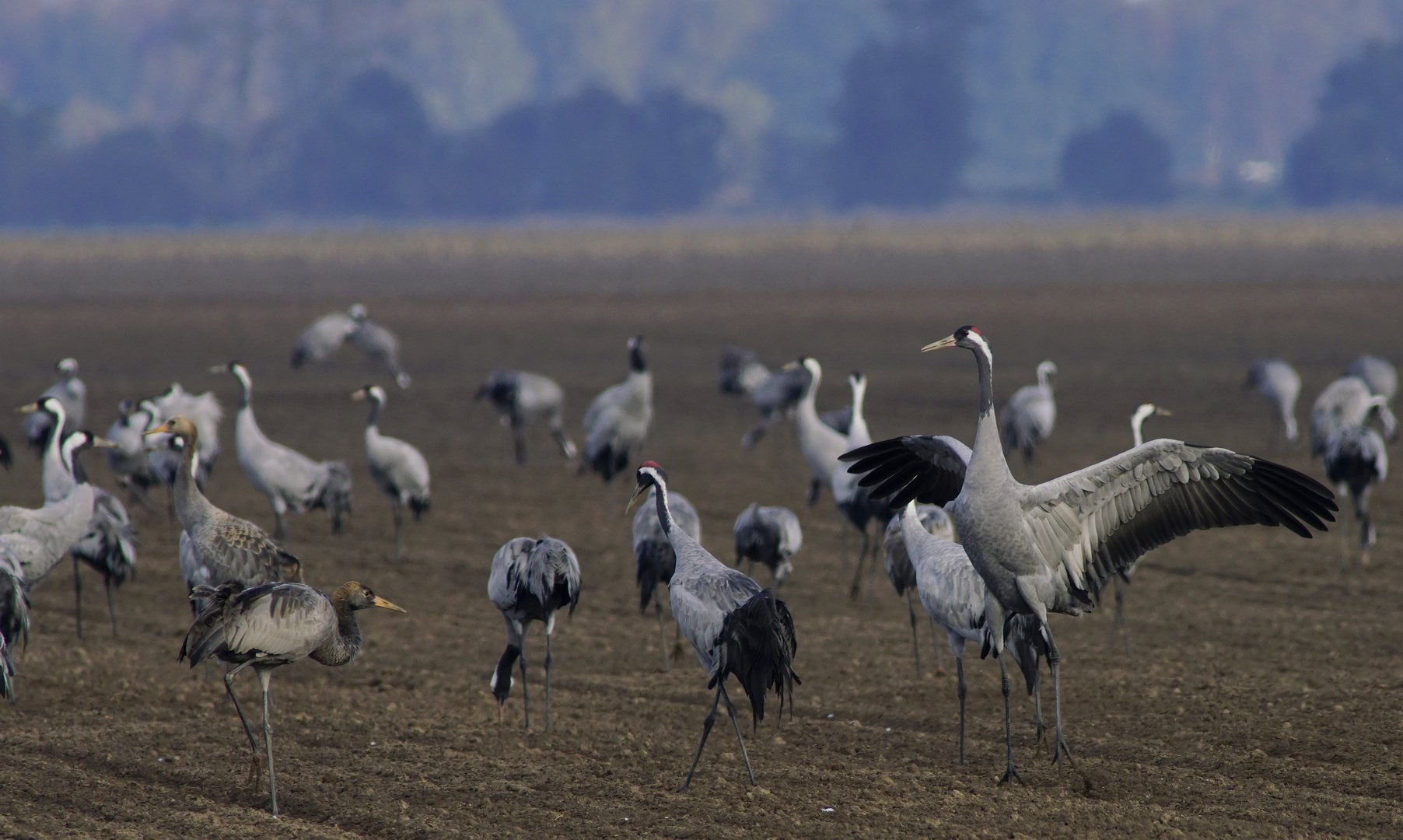 Kraniche. Foto & Bild | natur, tiere, vögel Bilder auf fotocommunity